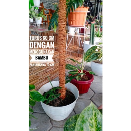 Jual Turus Penyangga Tanaman 60 cm - Turus Tanaman Bambu | Shopee Indonesia