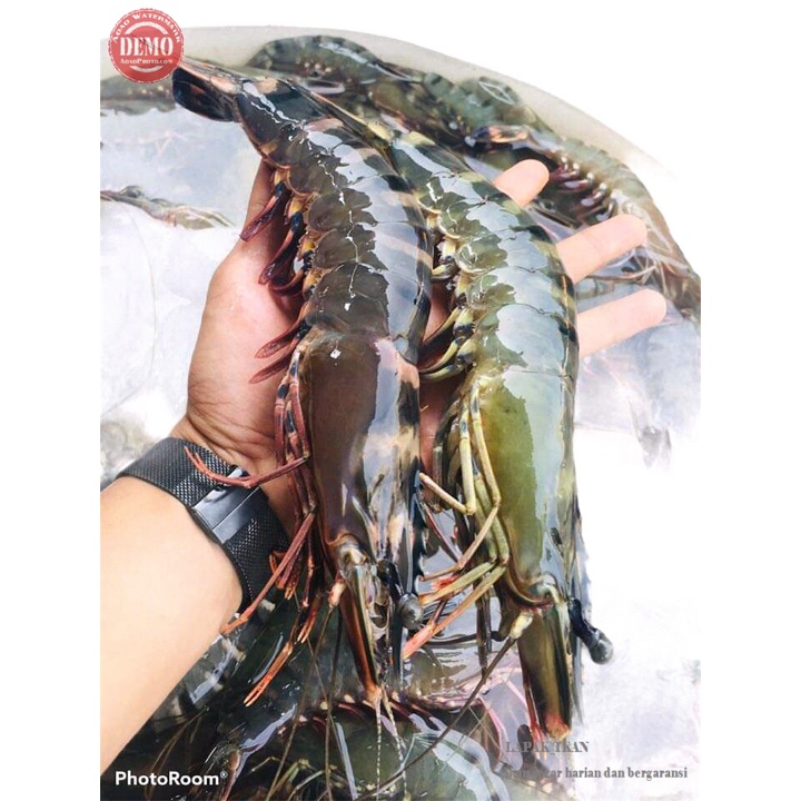 Jual Udang Windu Segar 1Kg Udang Tiger Harian Segar Dan BERGARANSI ...