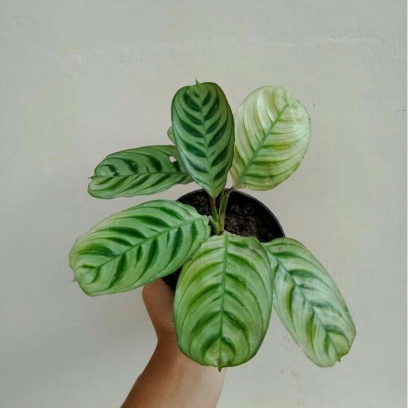 Jual PROMO Calathea Stromata Subur | Shopee Indonesia