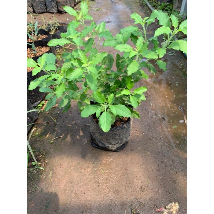 Jual BIBIT TANAMAN DAUN RUKU-RUKU ATAU TULSI /HOLY BASIL, OBAT HERBAL ...