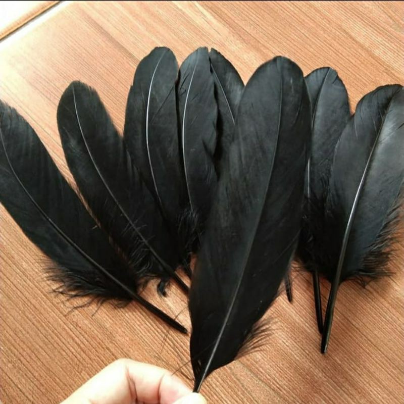 Jual bulu angsa pedang hitam/goose feather/hiasan bulu bahan DIY ...