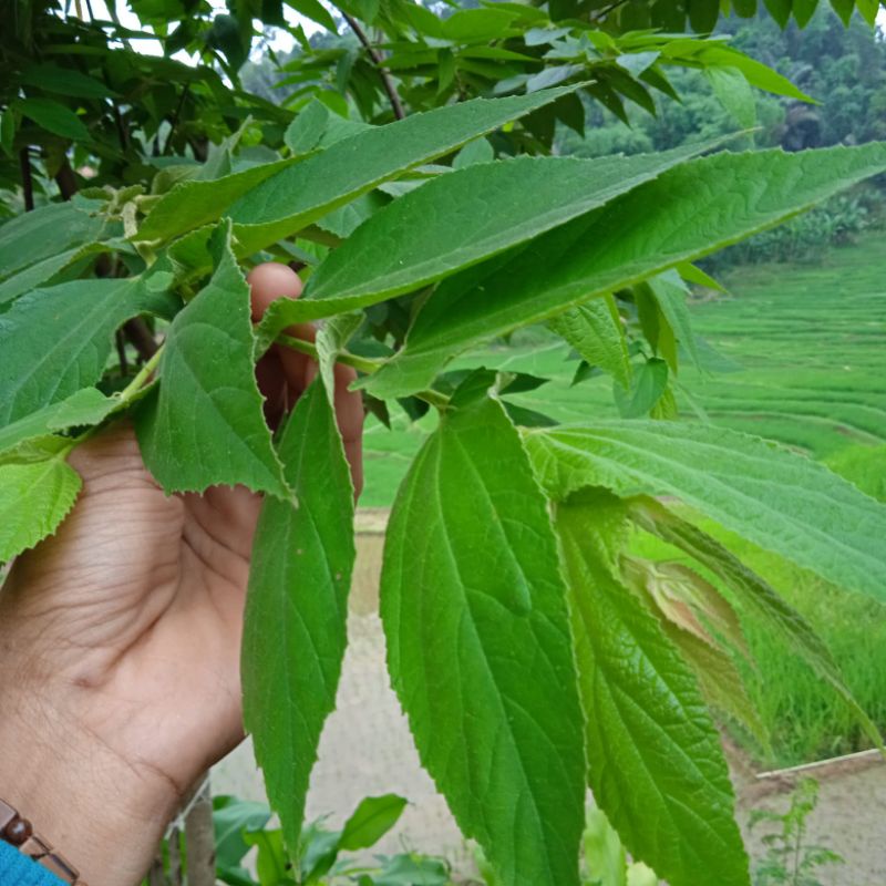 Jual Daun ceri segar atau daun kersen 1 kg | Shopee Indonesia