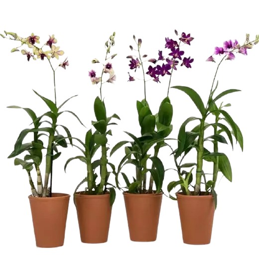 Jual Bunga Anggrek Dendrobium Orchidfays. Tanaman Hias Hidup | Shopee ...