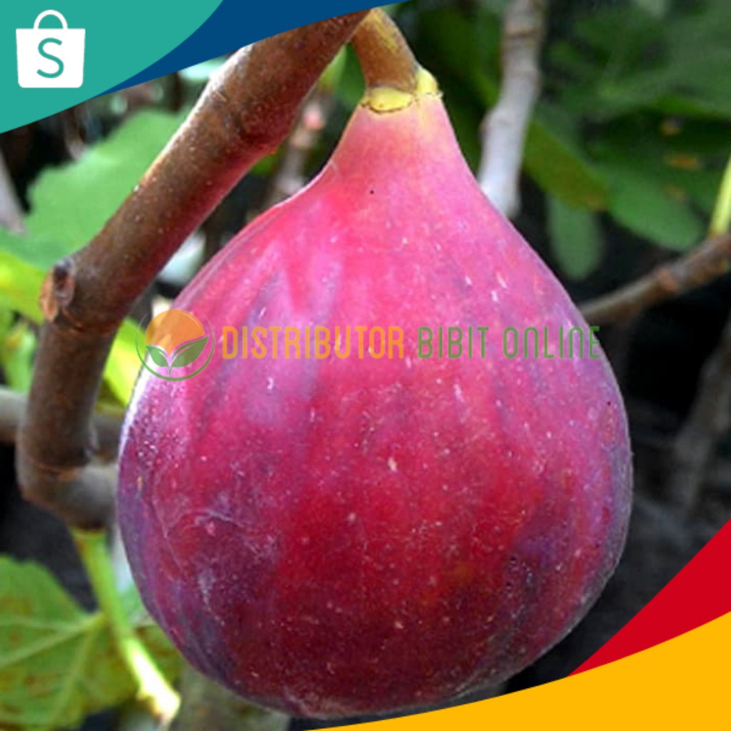 Jual Bibit Tin Red Israel Siap Tanam | Shopee Indonesia