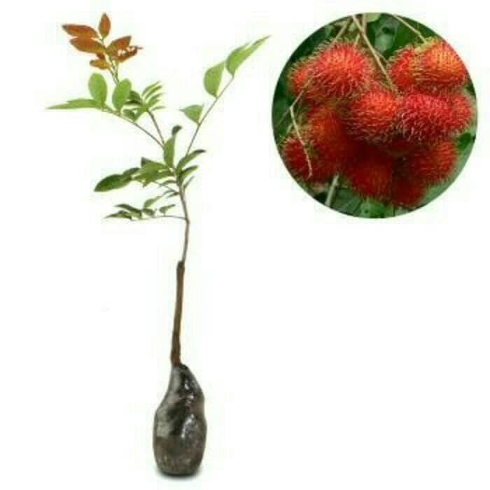 Jual rambutan rapiah | Shopee Indonesia