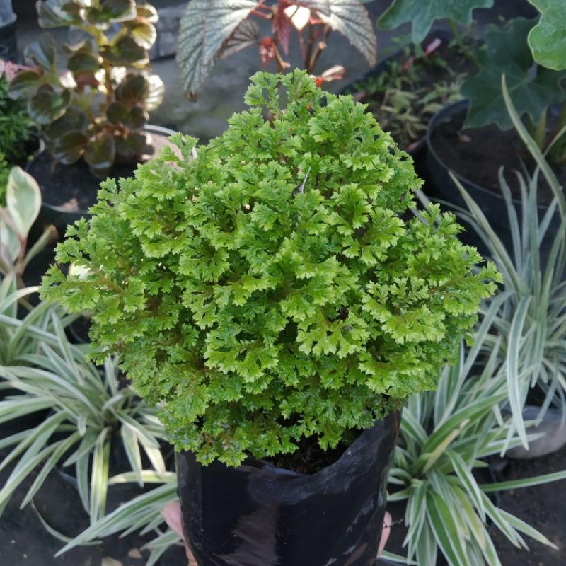 Jual Rumput Papua / Rumput Ambon | Shopee Indonesia