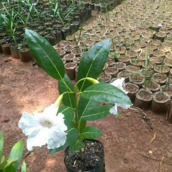 Jual Bibit tanaman tabebuya bunga putih - bibit tanaman rosea bunga ...