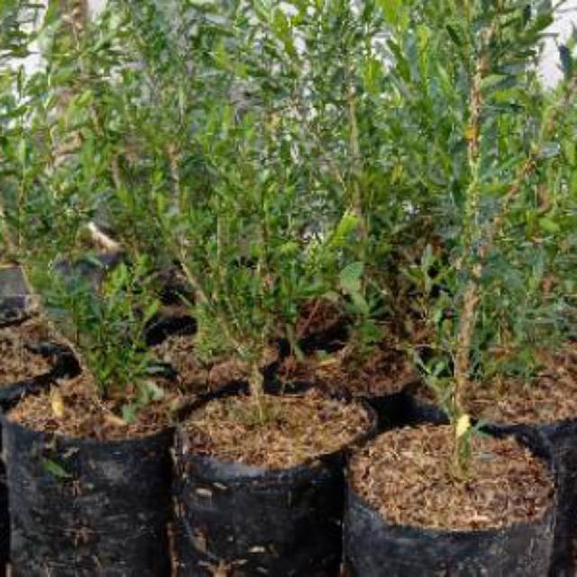 Jual Bahan Bonsai mame boksus | Shopee Indonesia