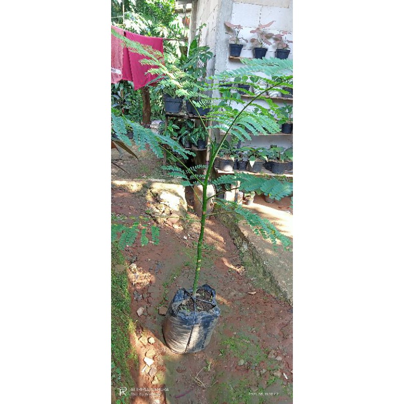 Jual pohon pakis brazil(solobium)tinggi 1meter | Shopee Indonesia