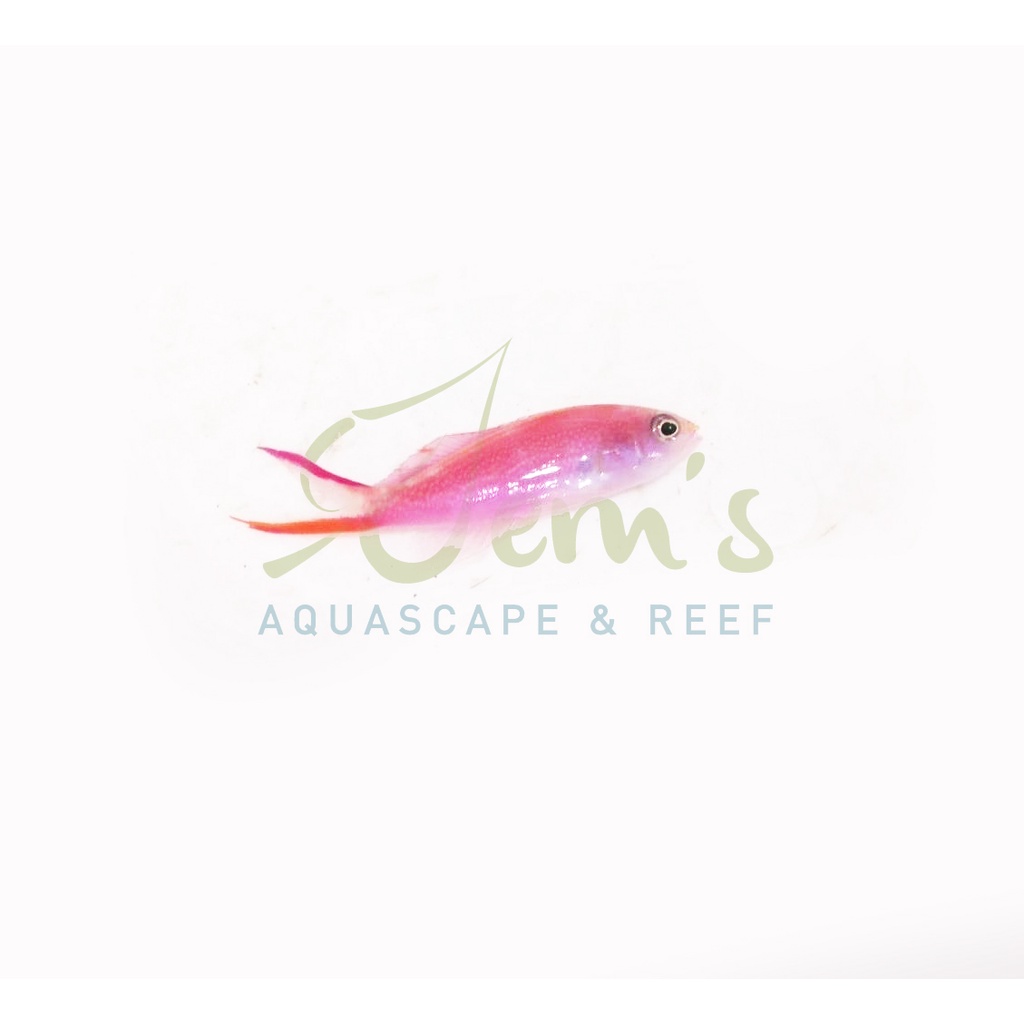Jual Ikan Air Laut Rembo Smith (Princess Anthias) | Shopee Indonesia