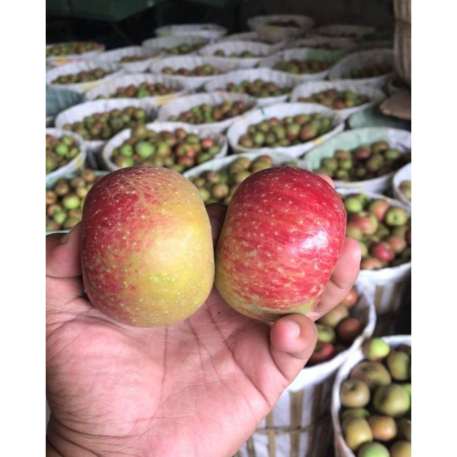 Jual BUAH APEL ANNA MALANG HAPPYFRUITS 1KG | Shopee Indonesia
