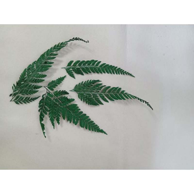 Jual daun pakis kering / daun paku kering | Shopee Indonesia