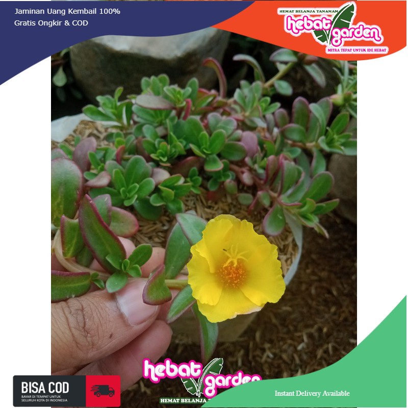 Jual Sutra bombay golden stella - portulaca oleracea leaf gold | Shopee ...