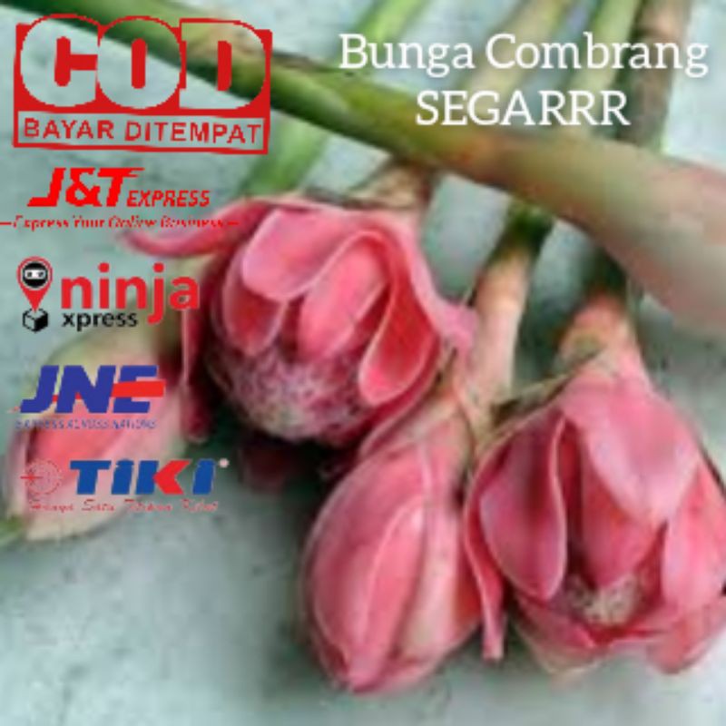 Jual Bunga Kecombrang Atau Honje Segar 1kg | Shopee Indonesia