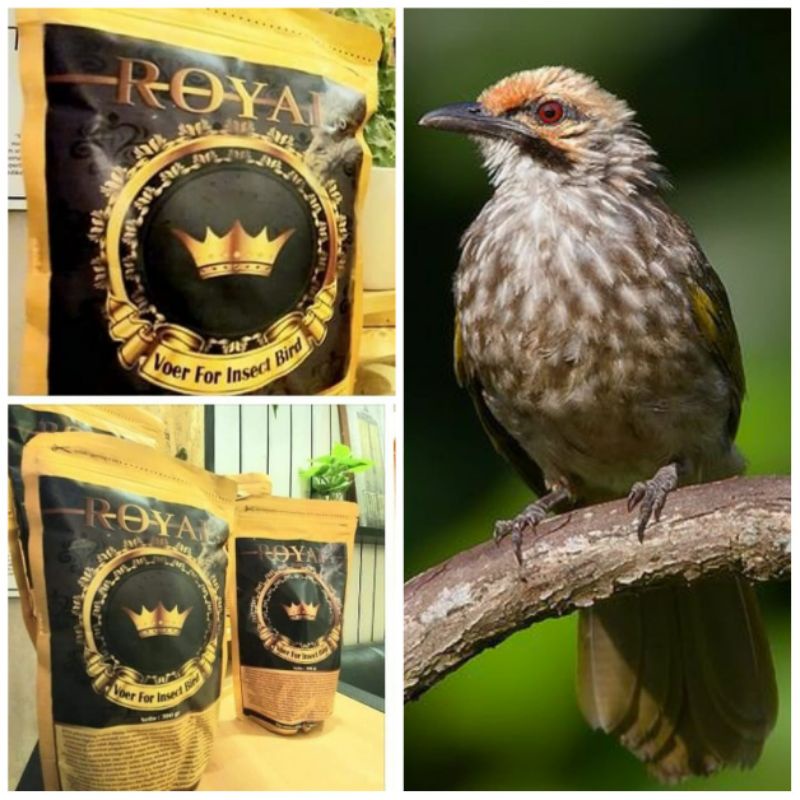 Jual voer royal Cucak rowo 300 gr mengandung extra fooding | Shopee ...