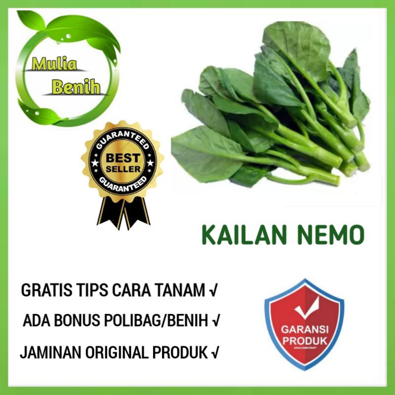Jual Benih Bibit Baby Kailan NEMO F1 Isi 100 Biji - Bibit Tanaman sayur ...