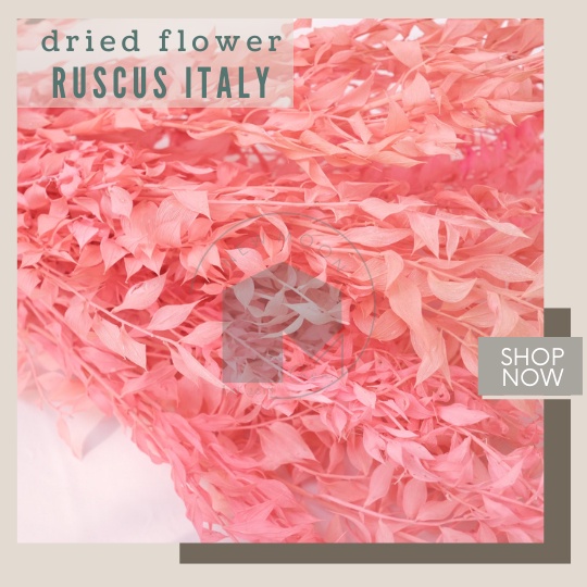 Jual Natural Dried Flower ruskus italy ruscus aculeatus Bunga Kering ...