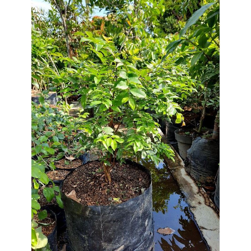 Jual Tanaman Anggur Pohon / Anggur Brazil (Tinggi -+ 85cm) | Shopee ...