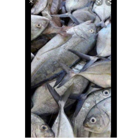 Jual Ikan basah kuwe isi 1kg | Shopee Indonesia