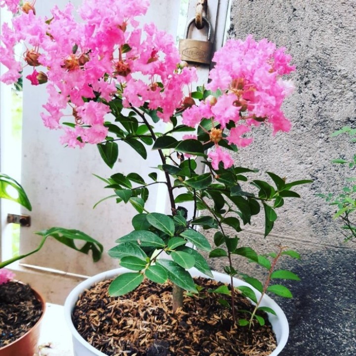 Jual Tanaman Hias Bunga Sakura Lokal Crape Myrtle Bungur Warna Merah ...