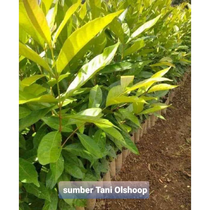 Jual Bibit Tanaman Salam Pohon Daun Salam Bumbu Masak Dan Obat Herbal ...