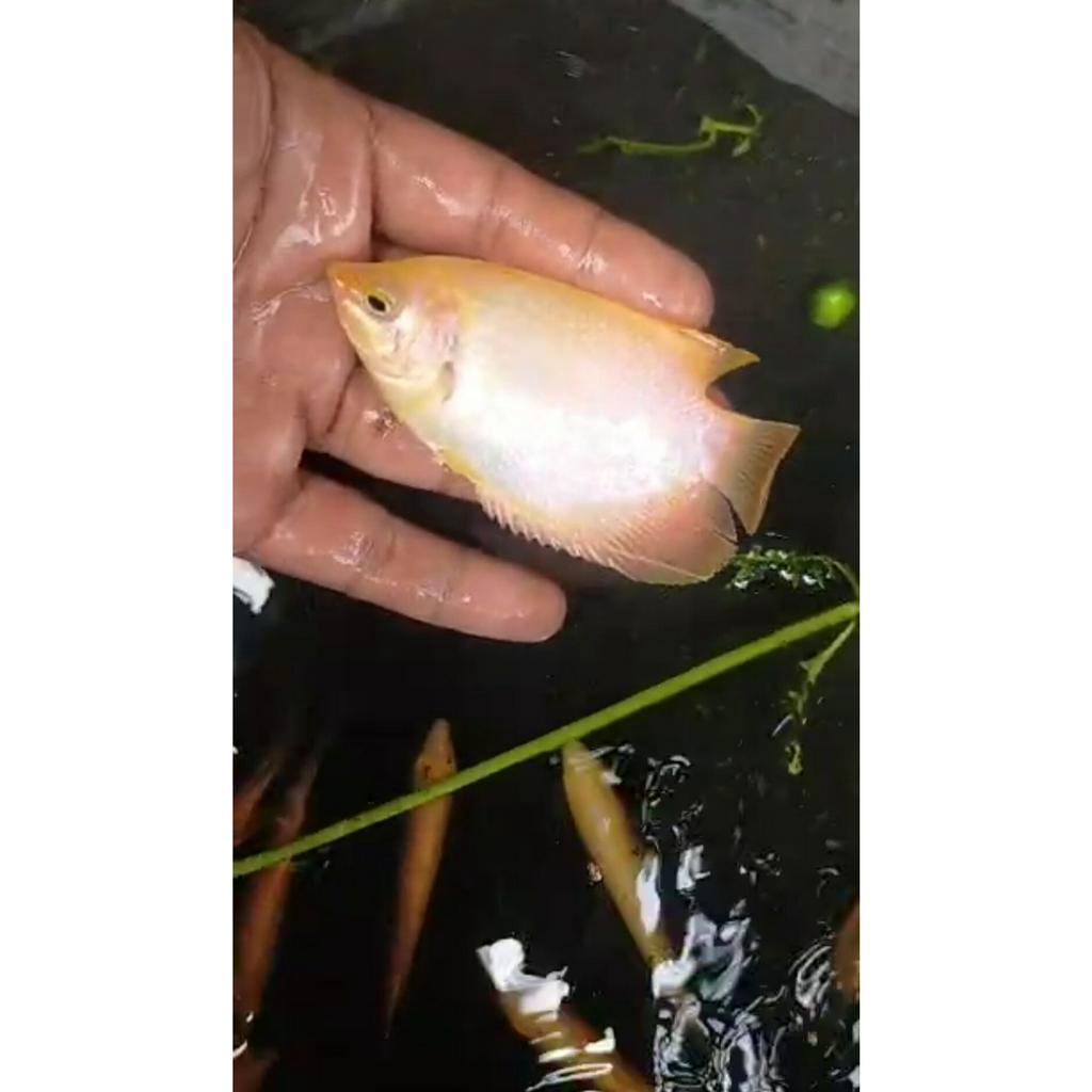Jual Bibit Gurami Merah Padang / Ikan Gurame / ikan hias Aquascape ...