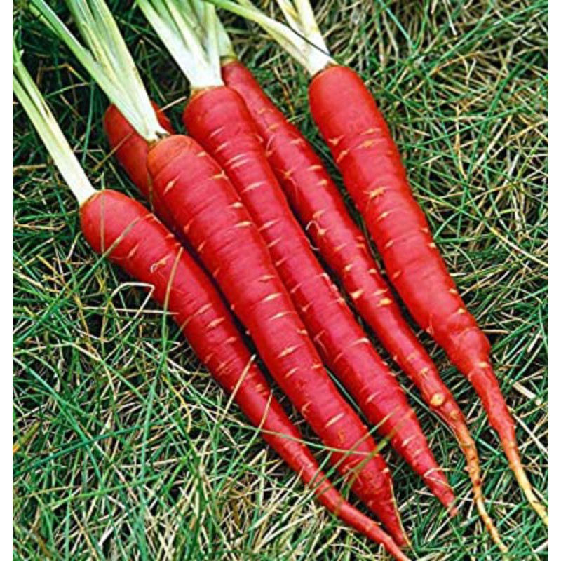 Jual Benih/Bibit/Seeds Tanaman Wortel Merah Atomic Red Carrot banyak ...