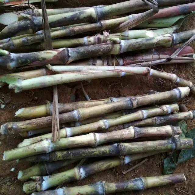 Jual Bibit telu tebu atau terubuk | Shopee Indonesia