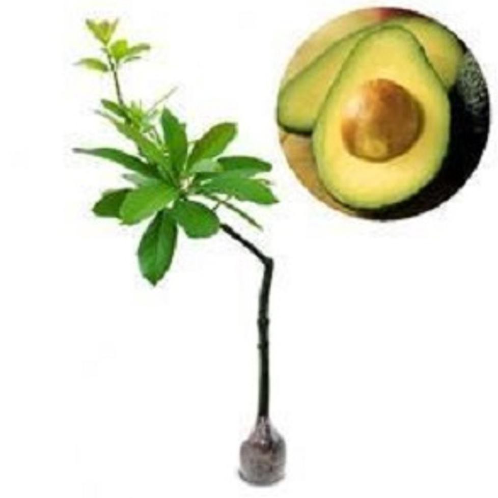 Jual Unggulan Tanaman Buah Alpukat Hawai $_$ | Shopee Indonesia