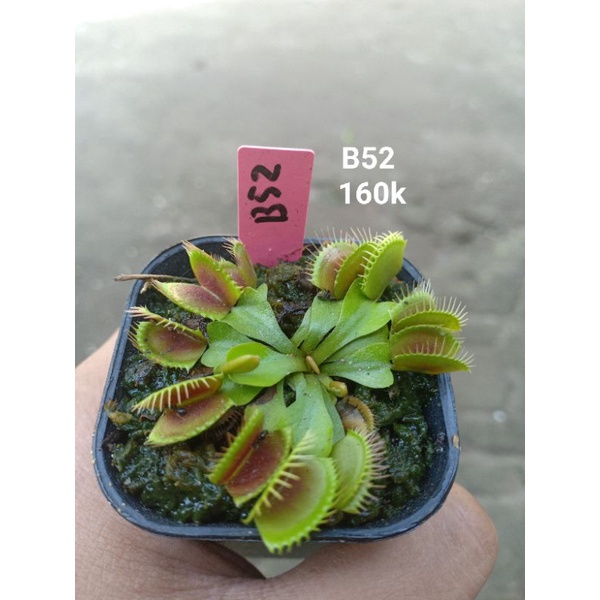 Jual Venus flytrap B52 | Shopee Indonesia