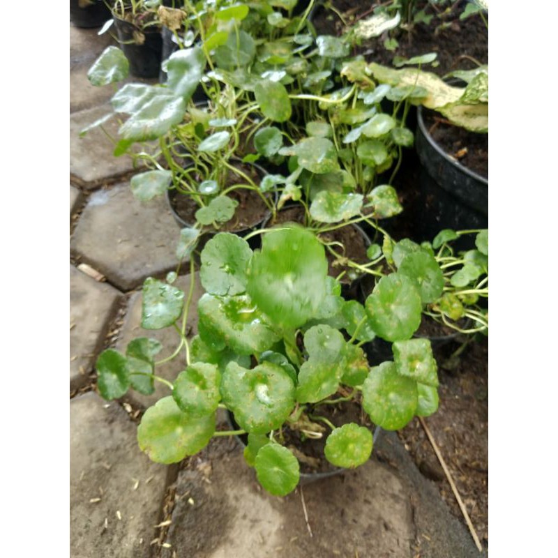 Jual Tanaman Herbal Daun Pegagan / CENTELLA ASIATICA | Shopee Indonesia