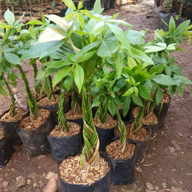 Jual Pohon pacira | Shopee Indonesia