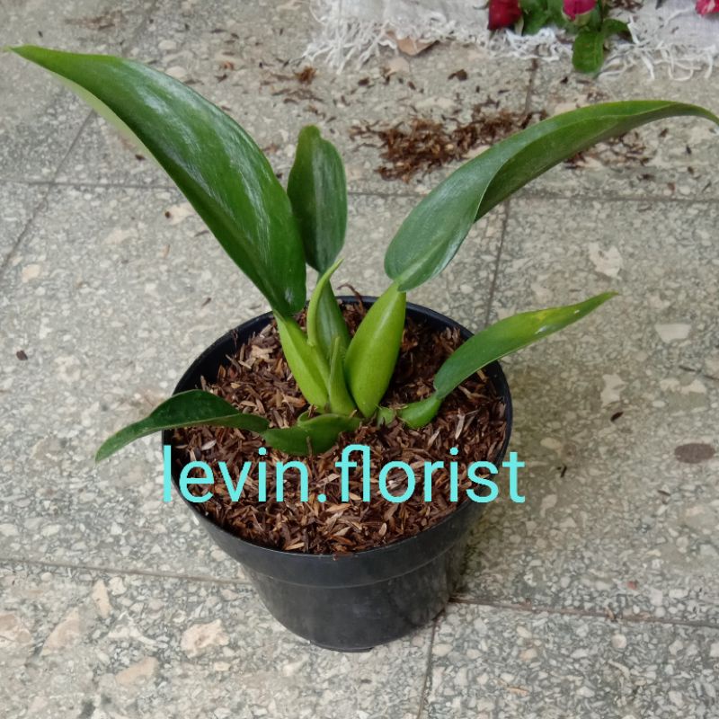 Jual Philodendron katak martianum / philo bibit tanaman hias bunga ...