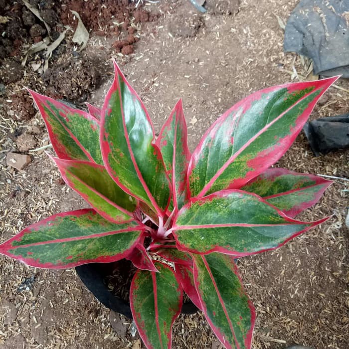 Jual jual tanaman hias aglonema siam aurora-tanaman hias aglonema red ... Jual jual tanaman hias aglonema siam aurora-tanaman hias aglonema red ...