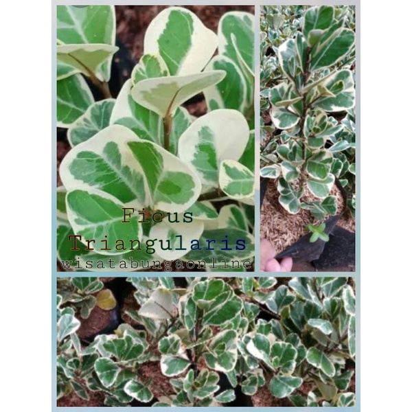 Jual Tanaman Hias Ficus Triangularis Variegata | Shopee Indonesia