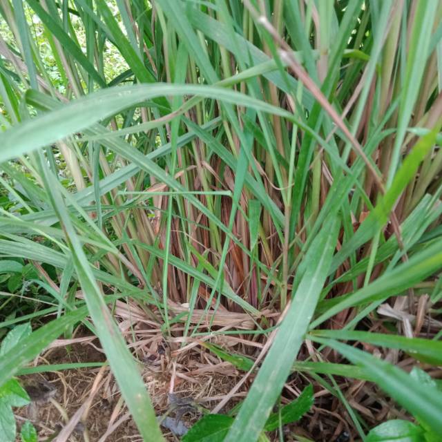 Jual Serai wangi,sereh merah(500 gram) | Shopee Indonesia