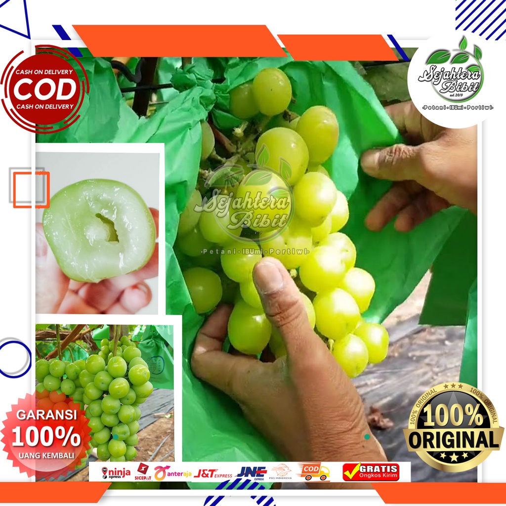 Jual Bibit Anggur import Shine Muscat grafting (anggur hight quality ...