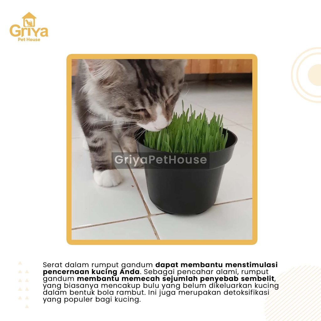 Jual Rumput Gandum Rumput Kucing Wheatgrass | Shopee Indonesia
