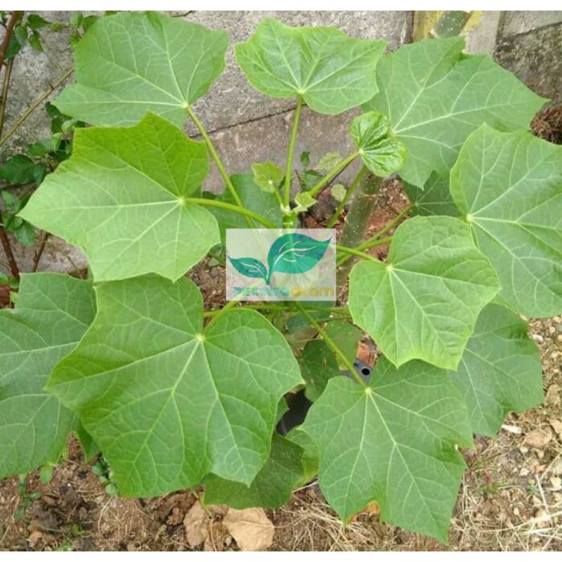 Jual Bibit tanaman jarak pagar/Pohon daun jarak (Tanaman herbal ...