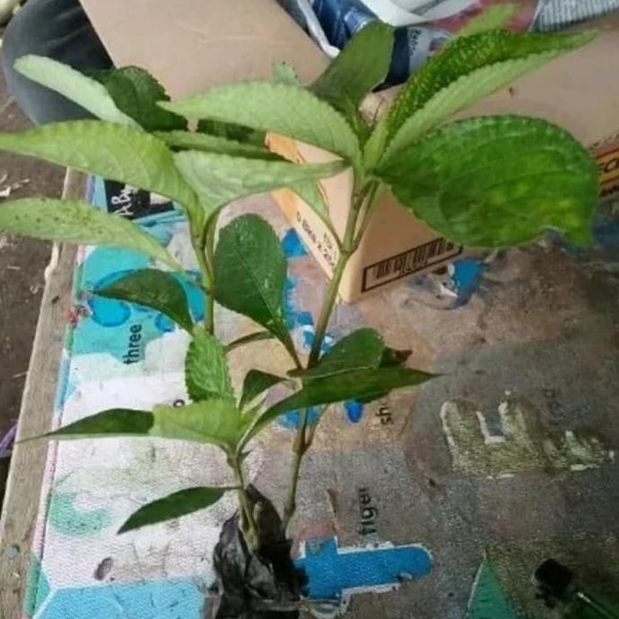 Jual bibit tanaman daun keji beling/keci/kicah/pohon pecah beling ...