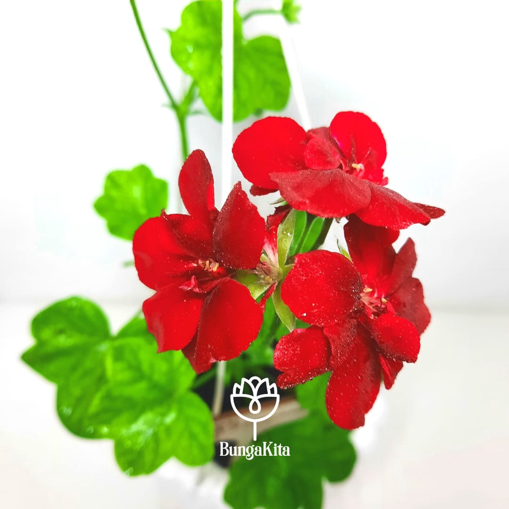 Jual Tanaman Hias Gantung GERANIUM MERAH | Shopee Indonesia