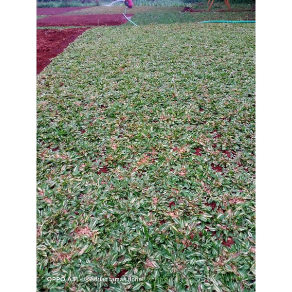 Jual POR sale rumput gajah mini parigata gajah mini putih 3 meter pul ...