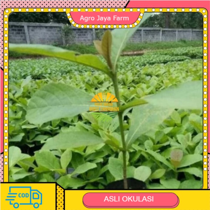 Jual Tanaman pohon jati mas | Shopee Indonesia