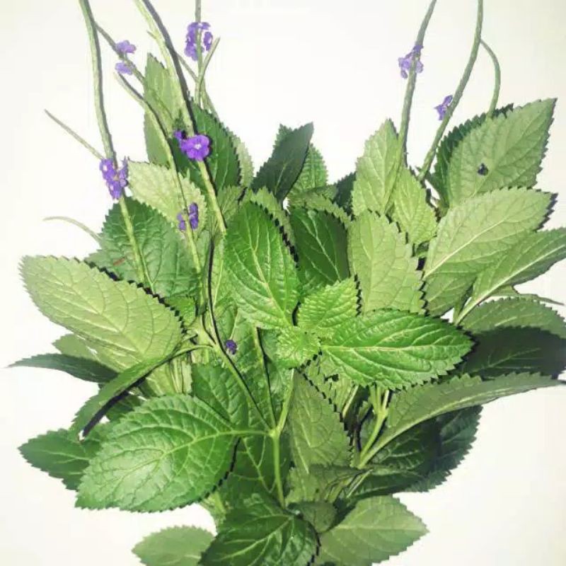 Jual BIBIT TANAMAN PECUT KUDA (Stachytarpheta jamaicensis) JARONG pohon ...