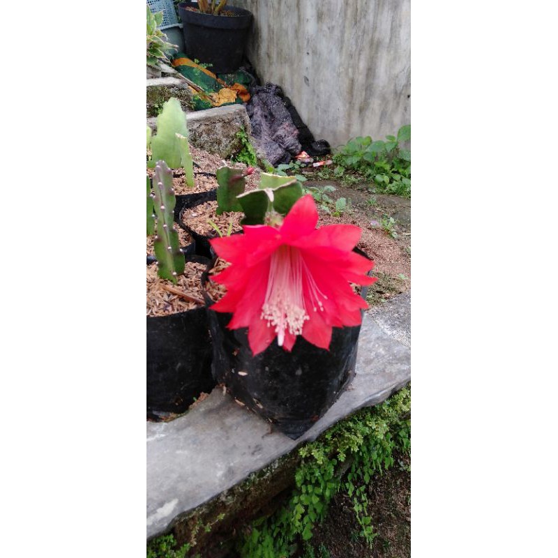 Jual bunga epiphyllum/wijayakusuma ackermani (merah) | Shopee Indonesia