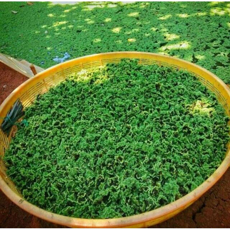 Jual BIBIT AZOLA 2KG BENIH AZOLLA | Shopee Indonesia