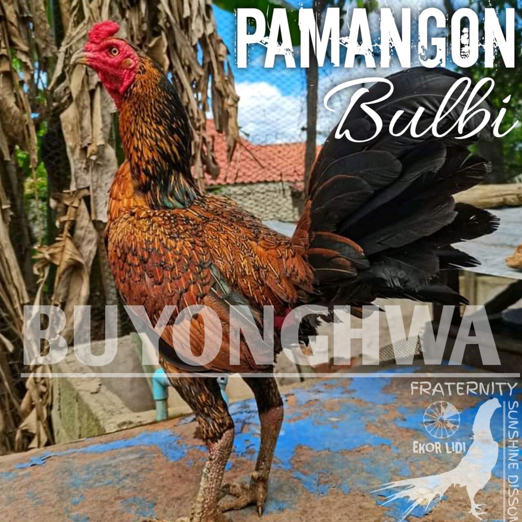 Jual ayam bangkok pama ninja birma ori mangon IQ telur fertil anti lock ...