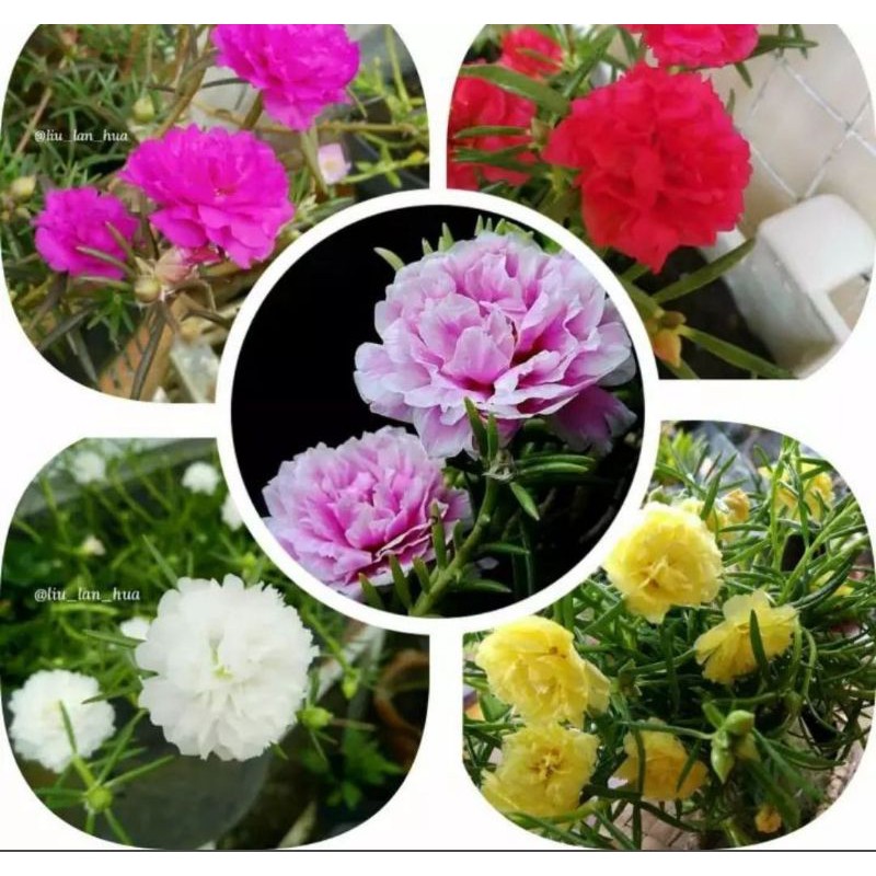 Jual paket hemat 4 tanaman hias sutra bombay - sutra bombay sby Nadia ...