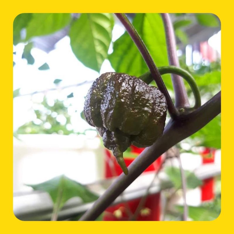 Jual BUAH Cabai CAROLINA REAPER PURPLE | Shopee Indonesia Jual BUAH Cabai CAROLINA REAPER PURPLE | Shopee Indonesia