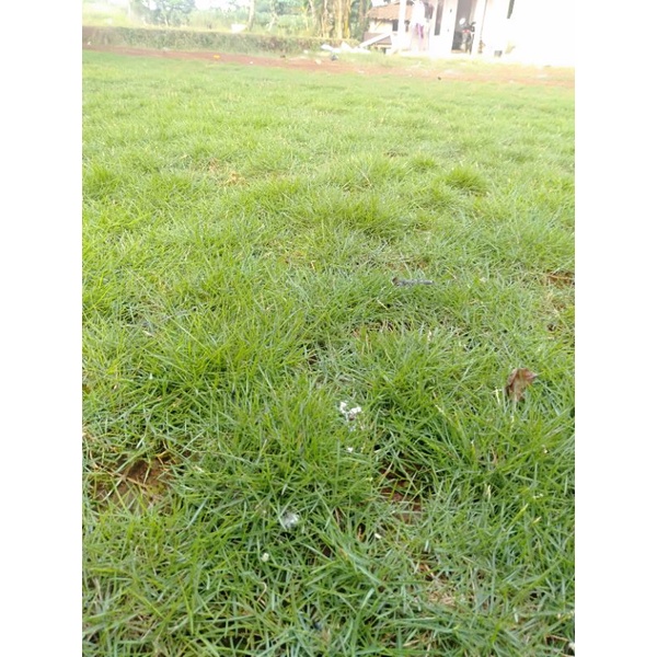Jual peromo jual rumput jepang atau peking 1 meter | Shopee Indonesia
